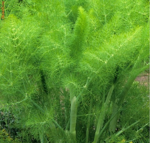 Seminte de fenicul (planta aromatica medicinala) | arhiva Okazii.ro