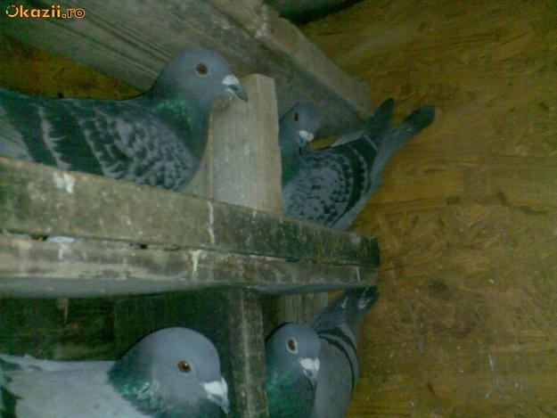 PORUMBEI GUTANI ,IEFTIN !!! | arhiva Okazii.ro