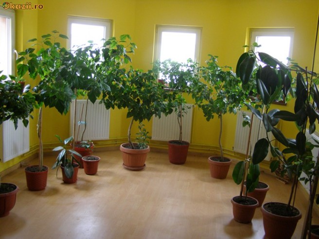 Flori de apartament: Trandafiri chinezesti (Hibiscus) si Ficus | arhiva ...