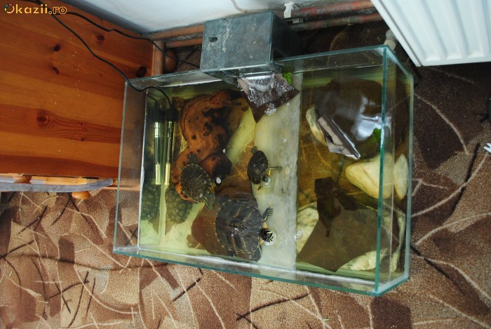 vand broaste testoase cu terariu, acvariu | arhiva Okazii.ro