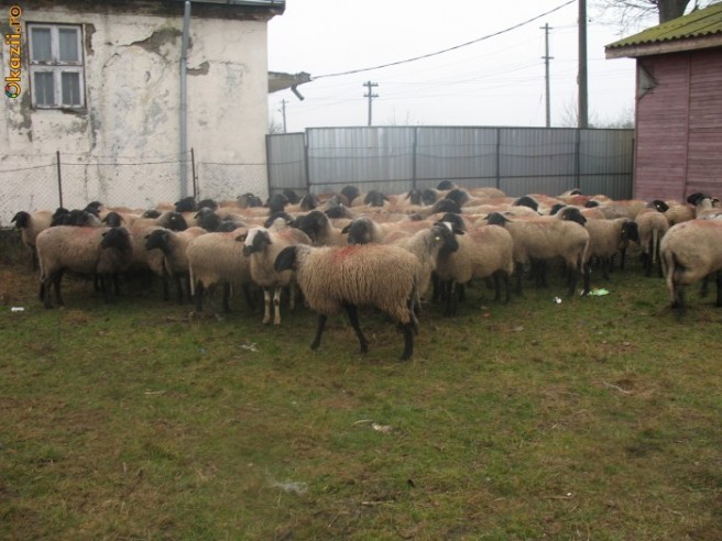 vand oi carabase cu cap negru de teleorman | arhiva Okazii.ro