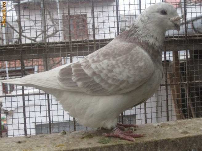 PORUMBEI STANDARD DE VANZARE | arhiva Okazii.ro