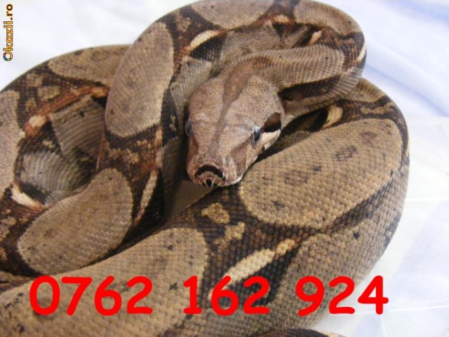 sarpe boa constrictor / piton regal | arhiva Okazii.ro