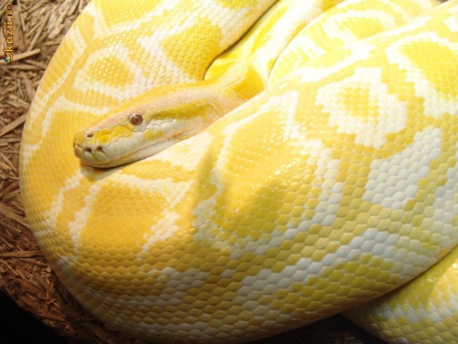 Vand Piton Birmanez Albino (python molurus bivittatus) aprox 4,5 m ...