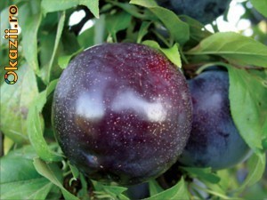 Pepiniera Emma - comercializam pomi fructiferi altoiti,vita de vie ...