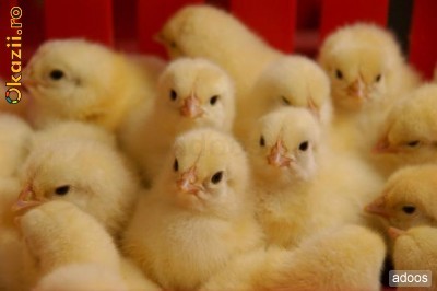 Vand pui de o zi, pui zburati | arhiva Okazii.ro