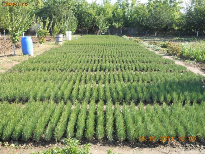 puieti tuia | arhiva Okazii.ro