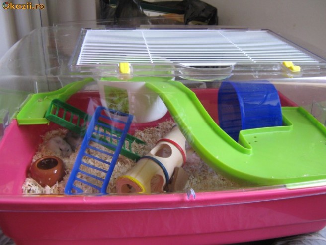 Cusca / Colivie Hamster / Hamsteri / Chinchilla / Veverite / Animale ...