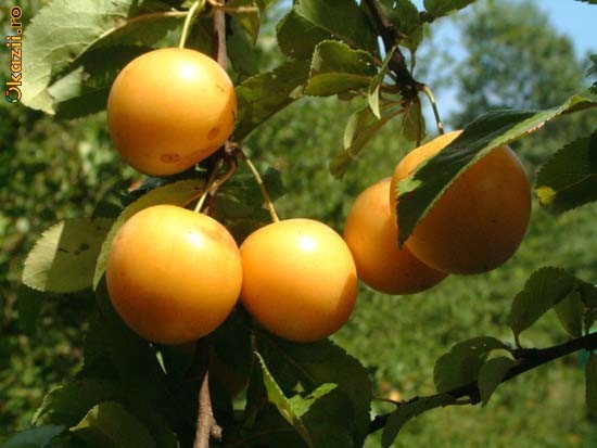 Pomi fructiferi - Cires Galben ( Deonus. Gelbe Knorpelkirsche ...