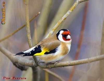 Vand sticlete | arhiva Okazii.ro