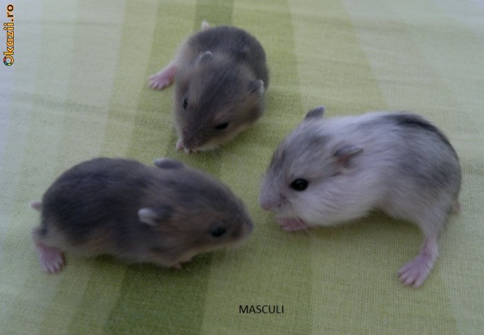 Pui hamster pitic alb si gri (siberian) | arhiva Okazii.ro
