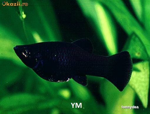Pesti de acvariu - black molly (Poecilia sphenops) | arhiva Okazii.ro