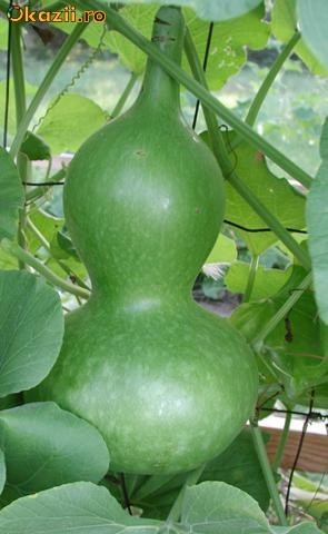 SEMINTE DE LAGENARIA SICERARIA BIRDHOUSE BOTTLE (TALV, TARTACUTA ...