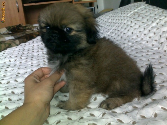 pechinez imperial | arhiva Okazii.ro