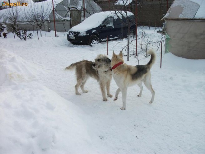 Vand pui ciobanesc mioritic corcitura cu haschi. pret: 100 ron | arhiva ...