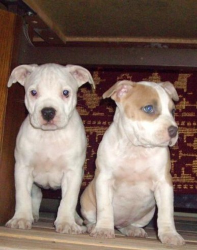 VAND PUI AMSTAFF CU PEDIGREE | arhiva Okazii.ro