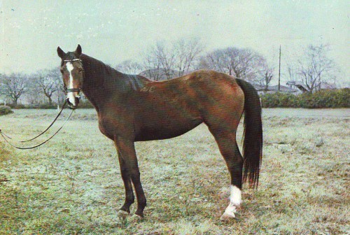 S896 DIVERSE Cal-Rasa Trapas romanesc NECIRCULAT | arhiva Okazii.ro