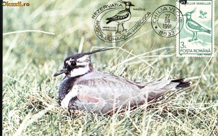 Maxima nagat, pasari acvatice | Okazii.ro