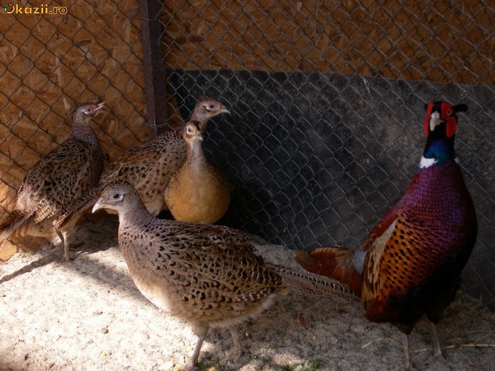 VAND FAZANI DE VANATOARE | arhiva Okazii.ro