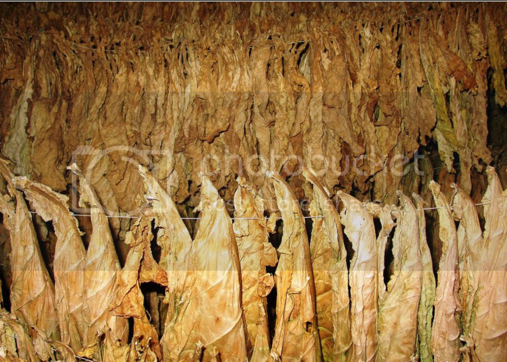 SEMINTE TUTUN ORGANIC - VIRGINIA - 5000-6000 SEMINTE - DIN SLOVACIA ...