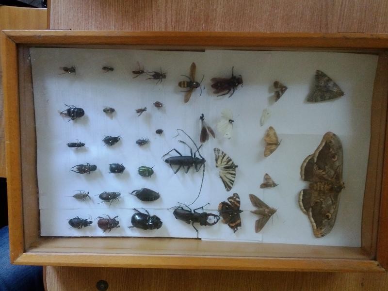 Insectar | arhiva Okazii.ro