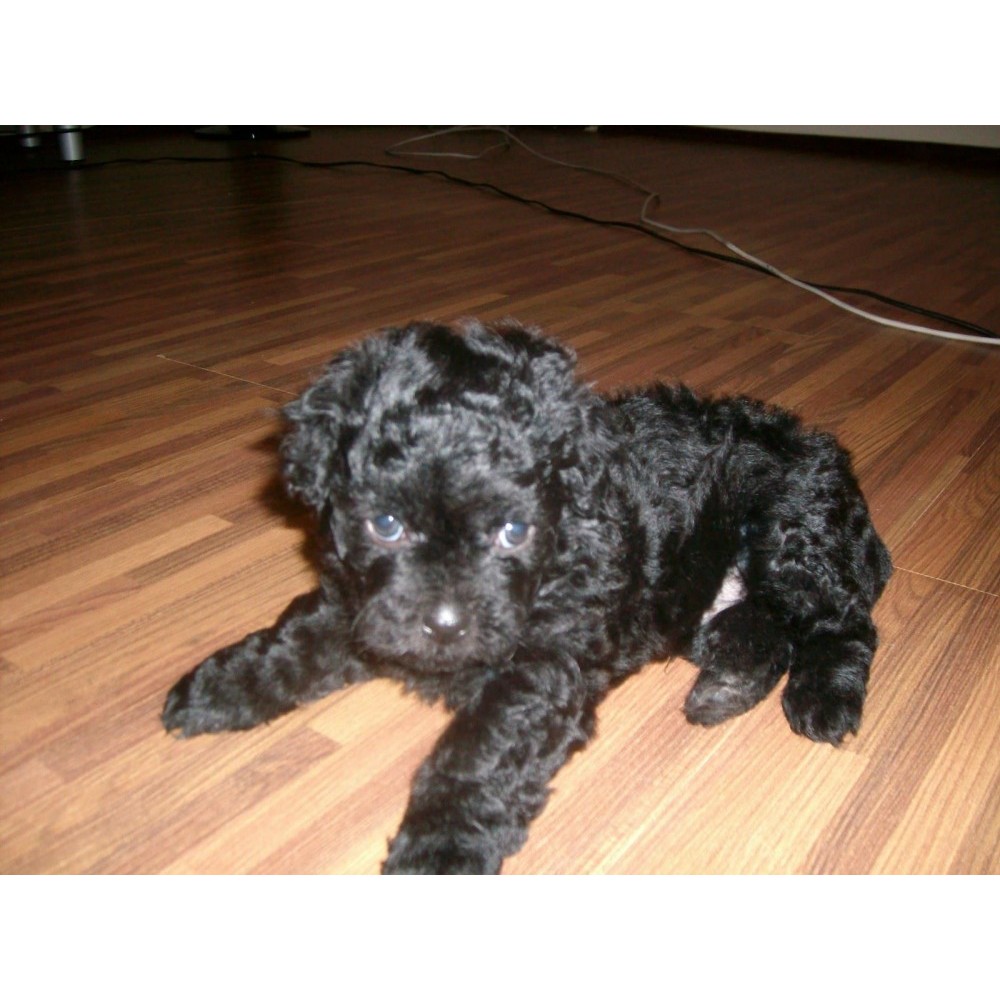 Vand pui Bichon Havanez ( negru complet cu ochii albastri, rasa pura ...