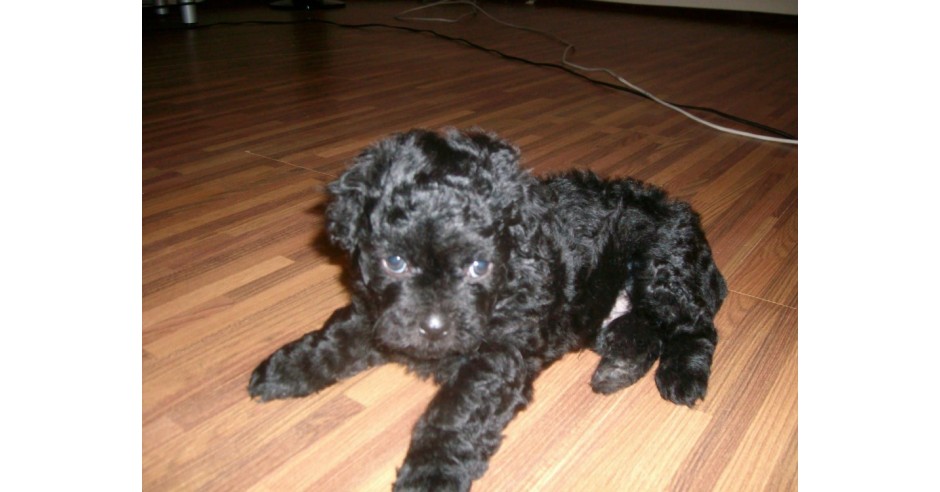 Vand pui Bichon Havanez ( negru complet cu ochii albastri, rasa pura ...