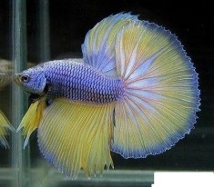 Vand pesti Betta Splendens | arhiva Okazii.ro