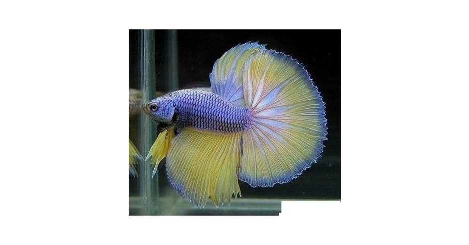 Vand pesti Betta Splendens | arhiva Okazii.ro