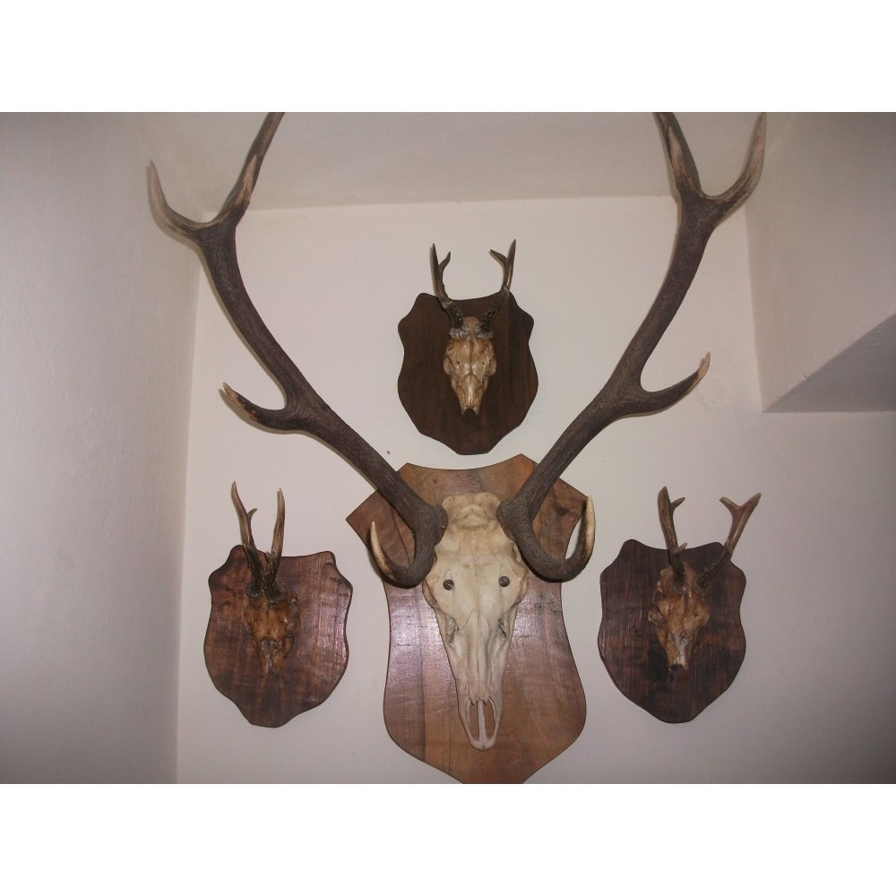 Trofeu cerb carpatin si trofee caprior la super pret !!! Oferta unica ...