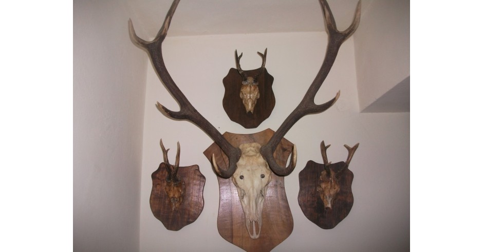 Trofeu cerb carpatin si trofee caprior la super pret !!! Oferta unica ...