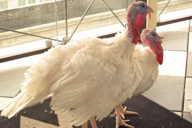 VAND PUI DE CURCA | arhiva Okazii.ro