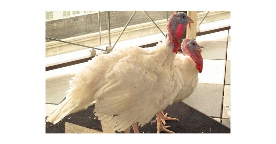 VAND PUI DE CURCA | arhiva Okazii.ro