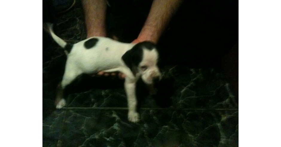 vand catei pointer englez | arhiva Okazii.ro