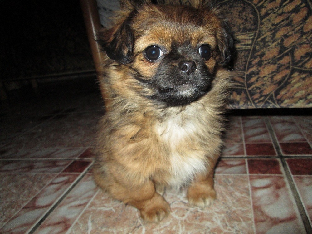 Vand pui pechinez imperial | arhiva Okazii.ro