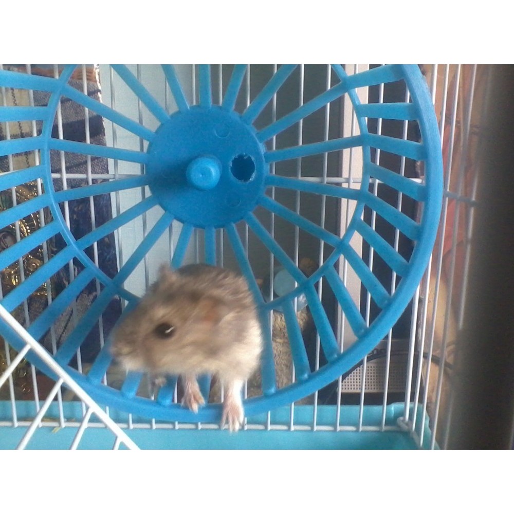 Donez hamster pitic (posibil siberian) | arhiva Okazii.ro