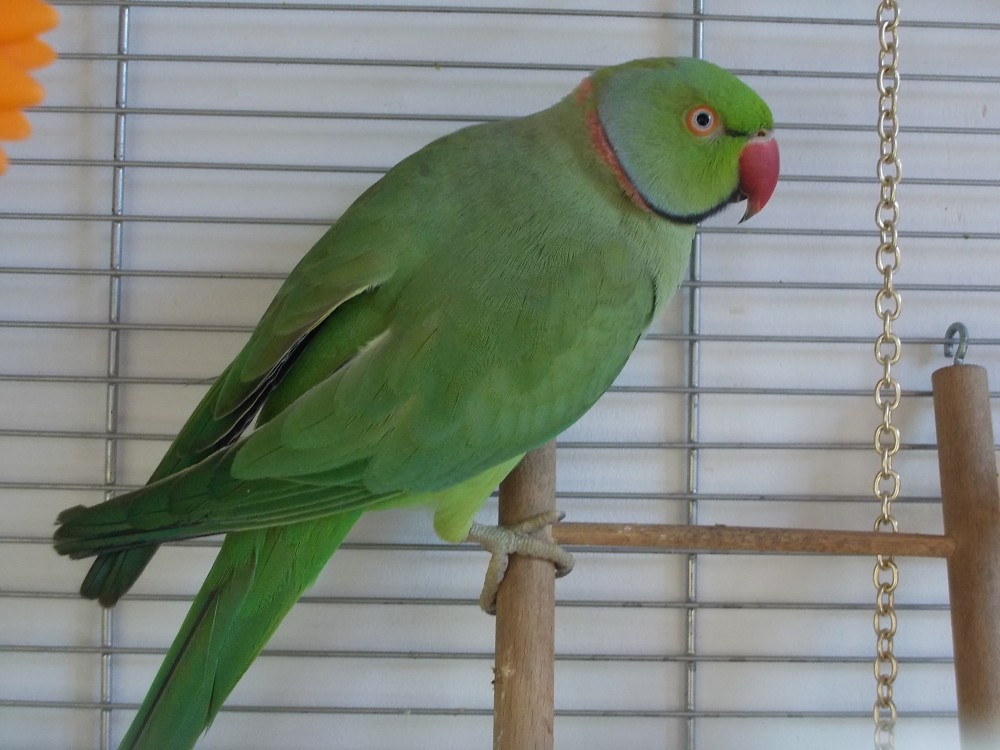 Papagal Micul Alexander / Alexandru + colivie mare | arhiva Okazii.ro