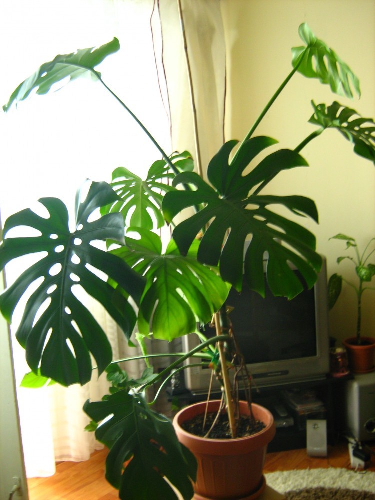 Planta / floare de camera Philodendron | arhiva Okazii.ro