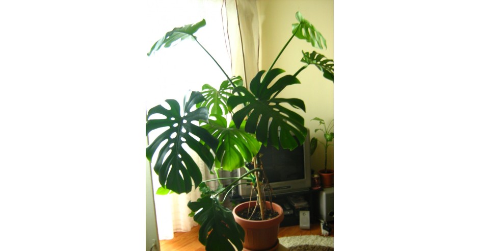 Planta / floare de camera Philodendron | arhiva Okazii.ro