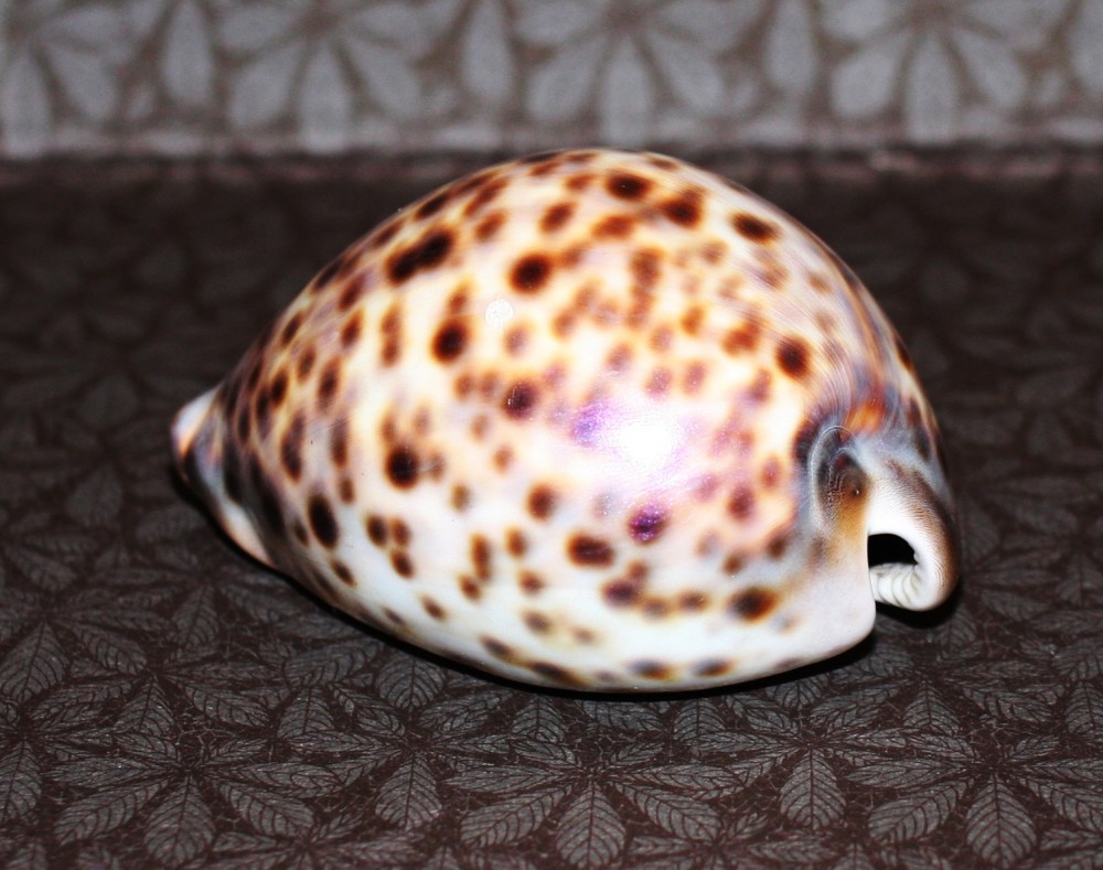 Cochilie melc oceanic Cypraea tigris ghioc mare | arhiva Okazii.ro