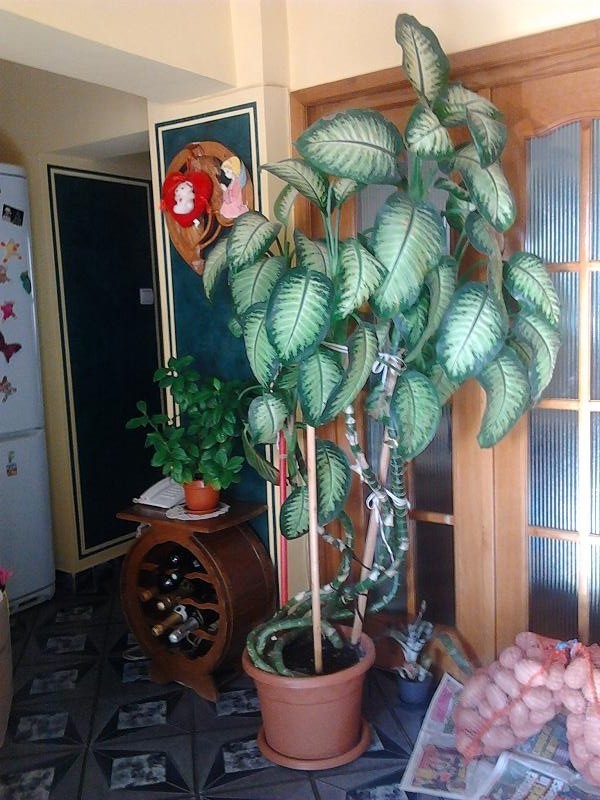Planta de apartament Dieffenbachia (Trestia de zahar salbatica) - 2m si ...