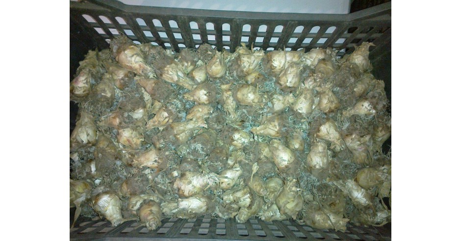 Vand bulbi de tuberoze (chiparoase) | arhiva Okazii.ro