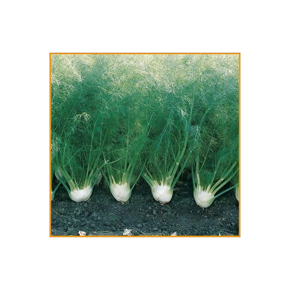 FENICUL - seminte | arhiva Okazii.ro