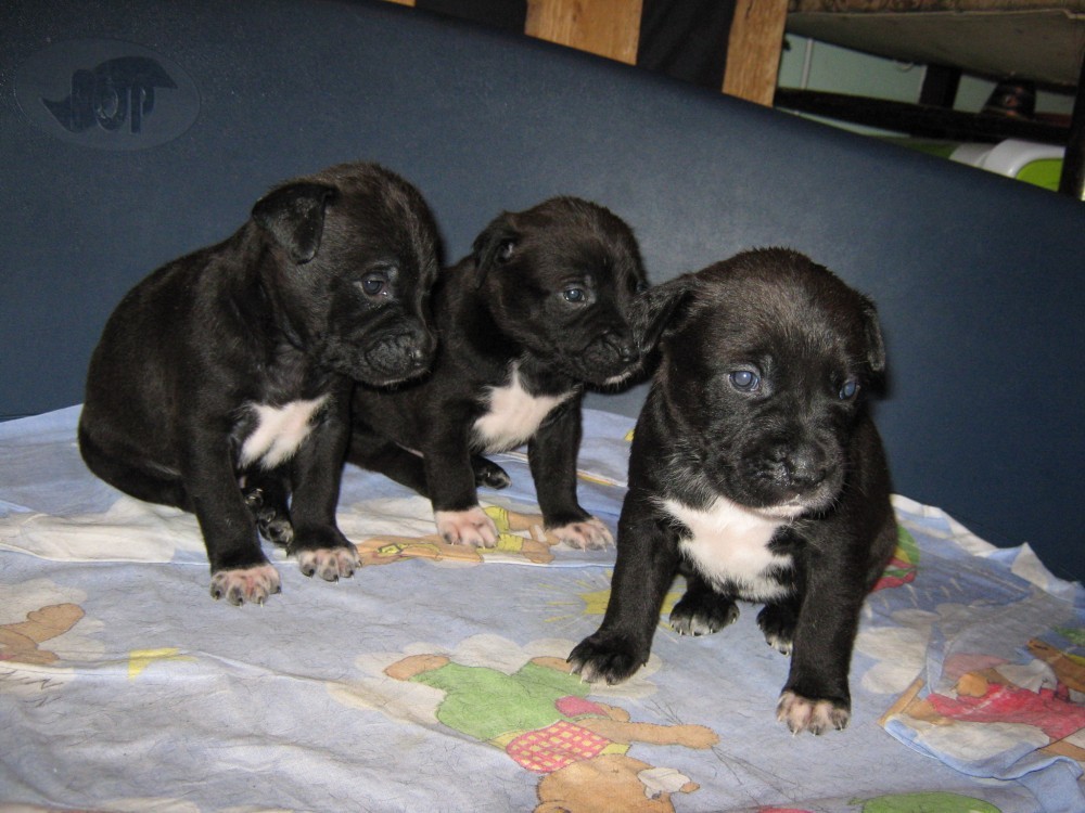 Vand pui metis amstaff ( amstaff cu lup) | arhiva Okazii.ro