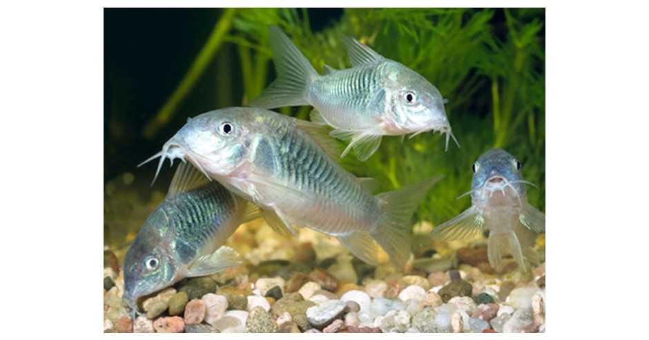 Pesti de acvariu Sanitari | arhiva Okazii.ro