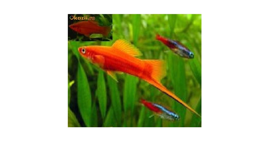 Vand Pesti Xifo , Xipho masculi , femele , | arhiva Okazii.ro