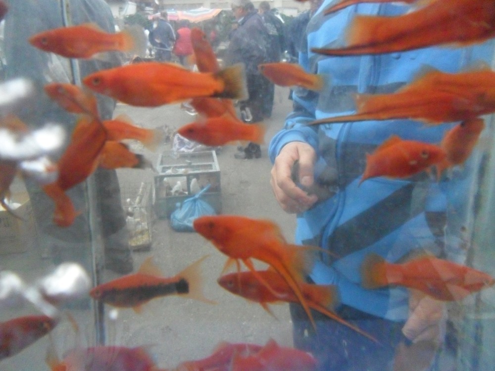 Vand pesti acvariu,XIFO | arhiva Okazii.ro