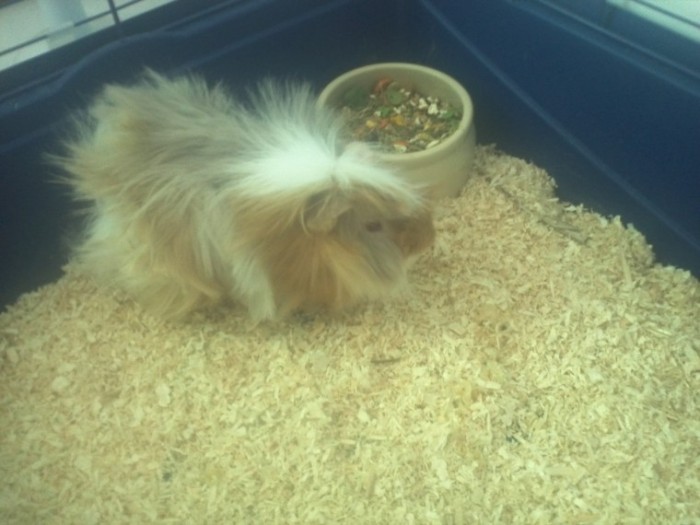 Porcusor de Guineea + Cusca | arhiva Okazii.ro