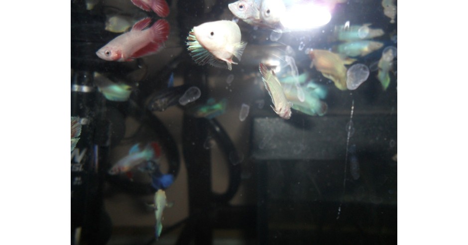 Vand pesti acvariu Beta crown, rosii,albastrii | arhiva Okazii.ro