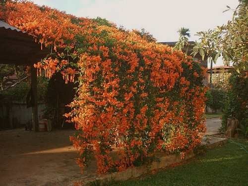 Luleaua turcului butasi.Denumire populara : Floarea trompeta americana ...